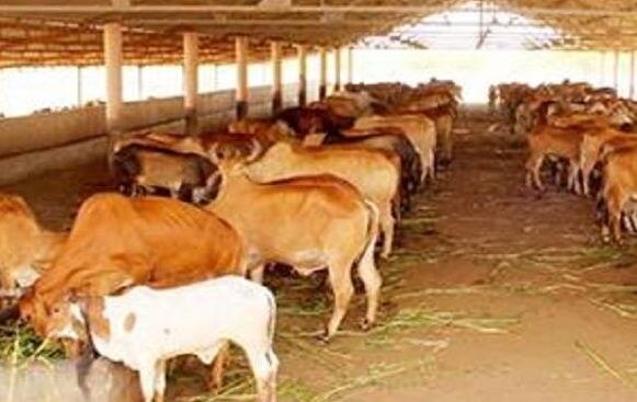 Madhya Pradesh government plan, donate to Goshala, get relief from ...