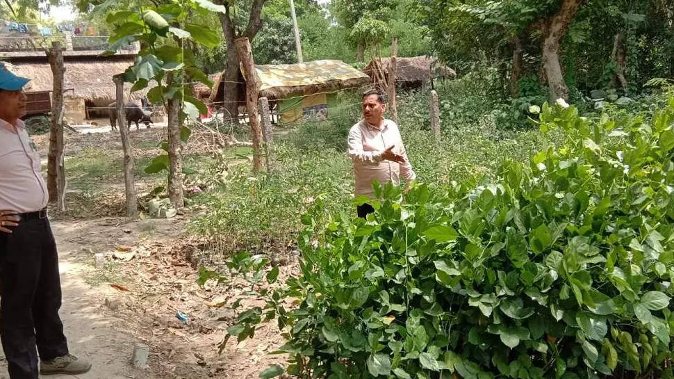 Know the mythological and medicinal importance of Harishankari plant ...