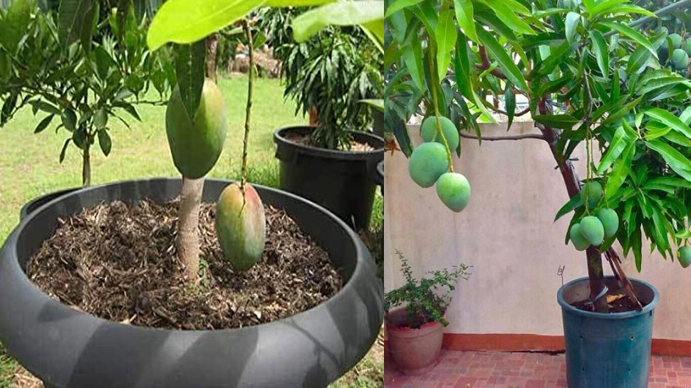 How To Grow Mango Tree In Flower Pot your home Balcony and Roof top ...