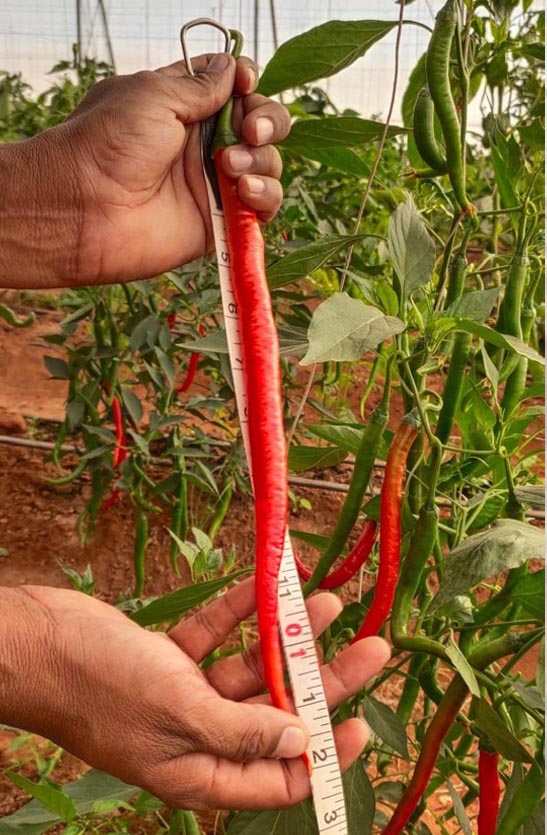 rajasthan jodhpur femous mathania red chili mathania mirch benefits how ...