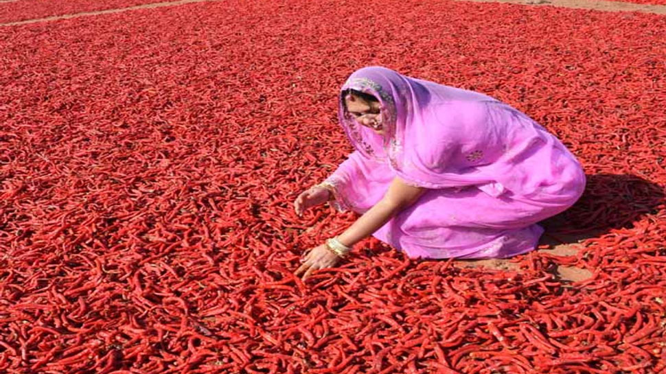 rajasthan jodhpur femous mathania red chili mathania mirch benefits how ...