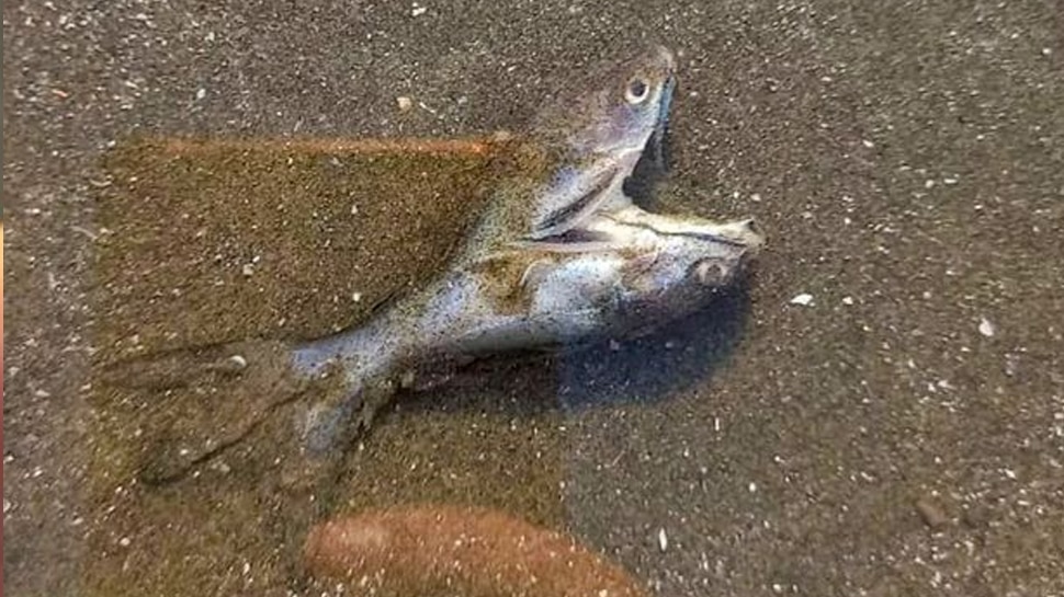 very different fish with two heads and heart shape caught in camera see ...