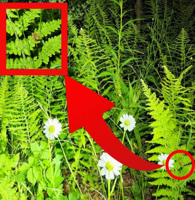 Optical illusion khojo to jaane find hidden frog in illusion ...