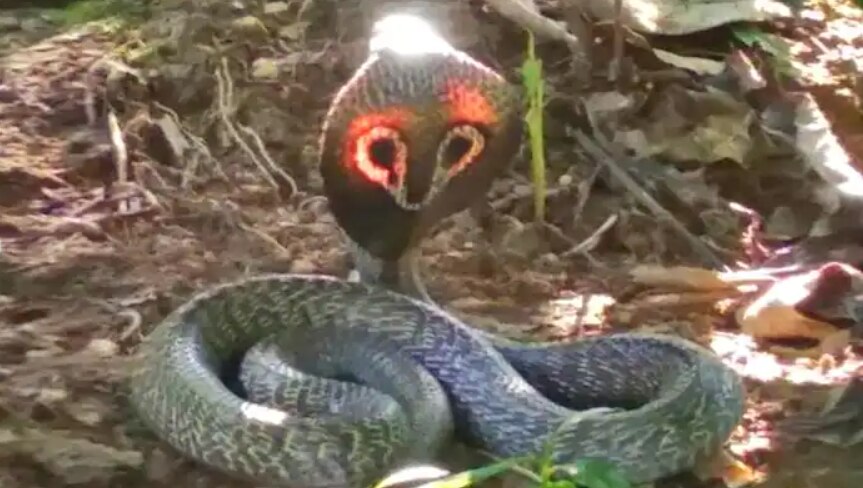 Nagpanchami Pooja Vidhi know the interesting facts and puran katha of ...