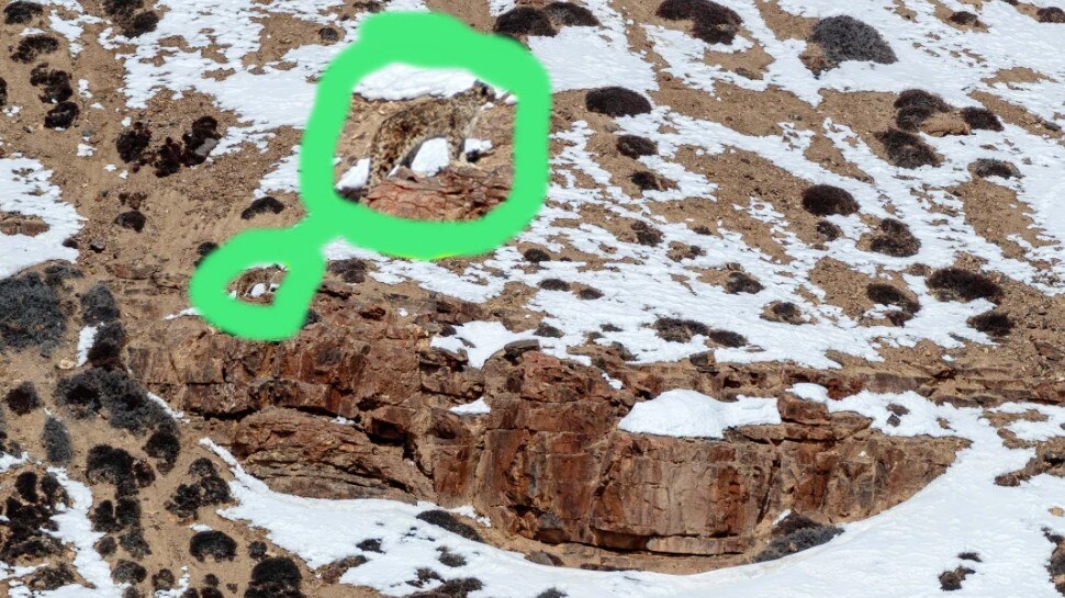 viral optical illusion find out hidden Leopard from the picture check ...