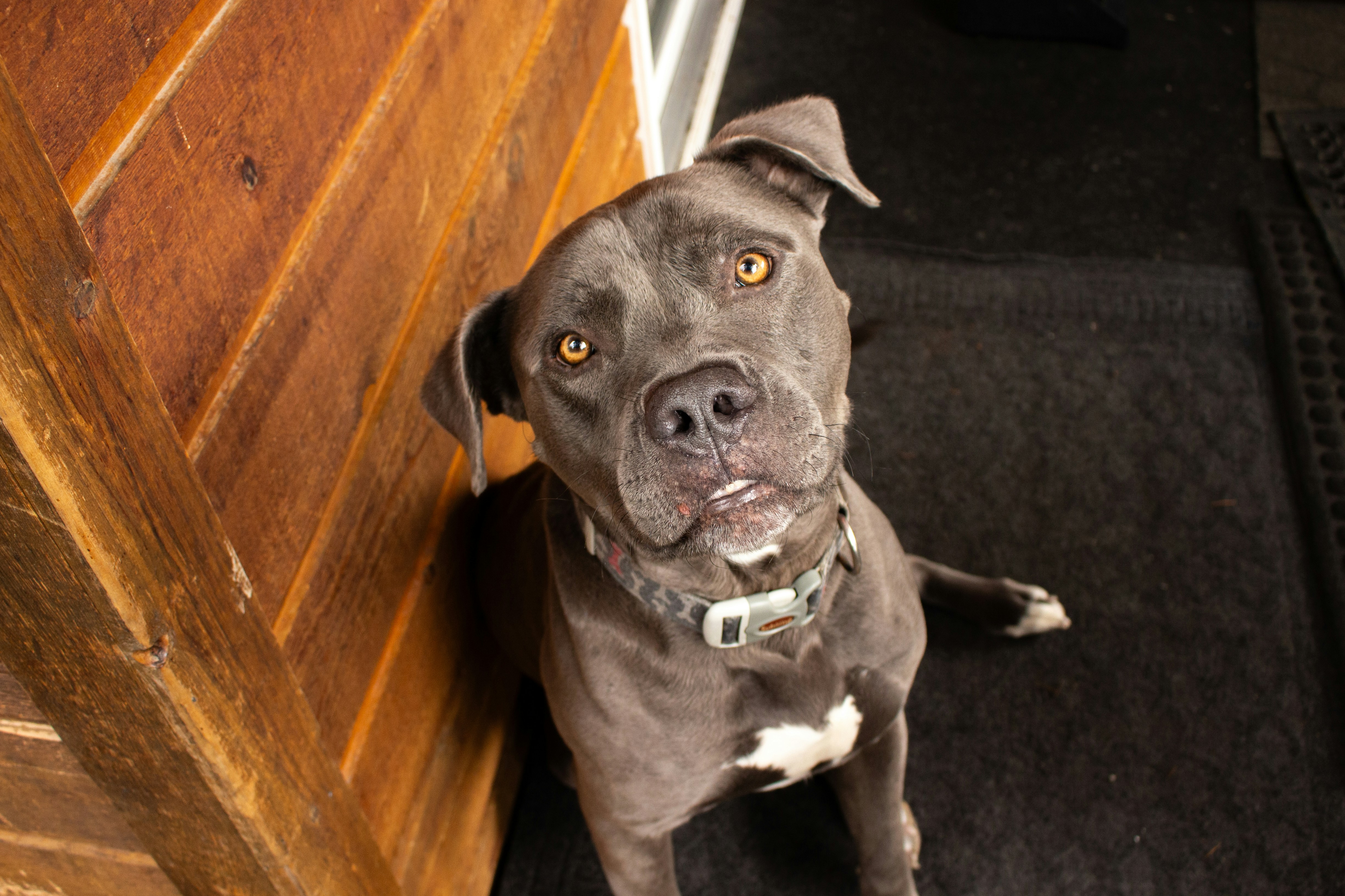 American pitbull rottweilers to bulldog dogs breed banned in india ...