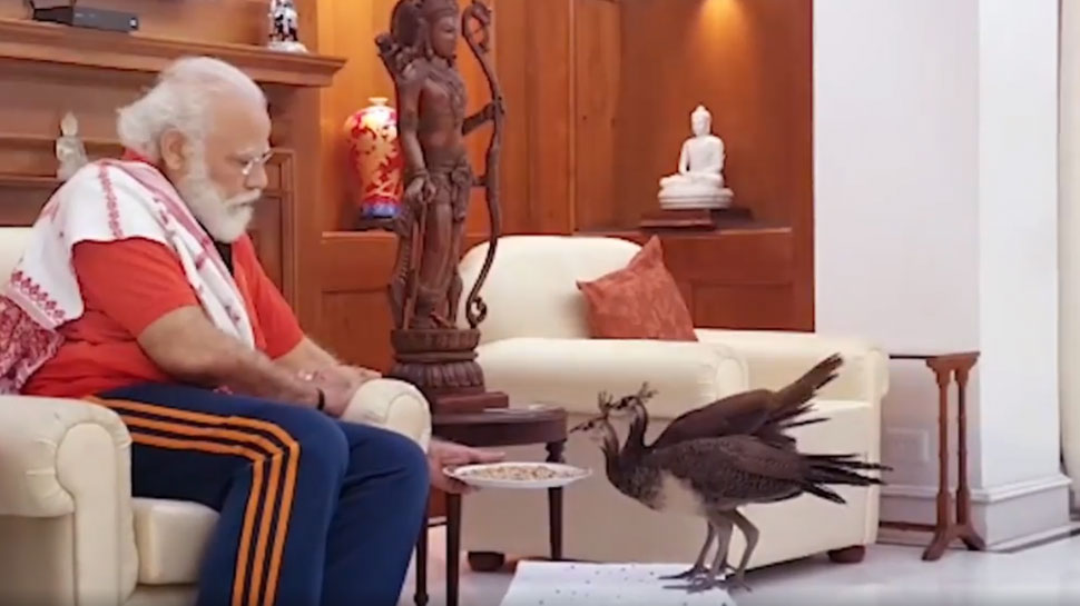pm modi share video with peacock in pm house on social sites gone viral ...