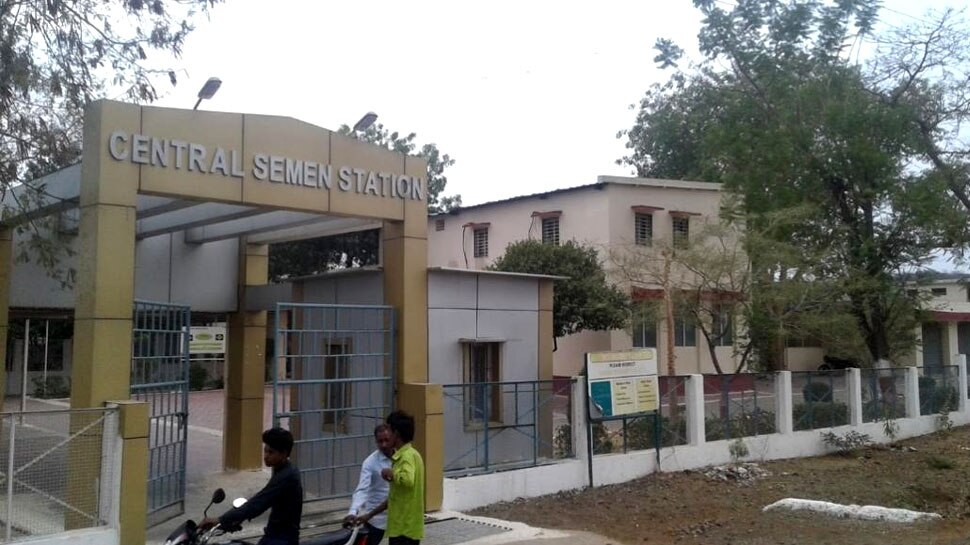 bull donor story from central semen station bhopal | ये हैं गौवंश के 'विक्की डोनर', इनकी संतानों ...