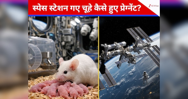 china space mission female mouse gives birth after return scientific ...