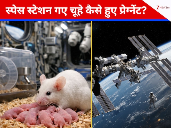 china space mission female mouse gives birth after return scientific ...