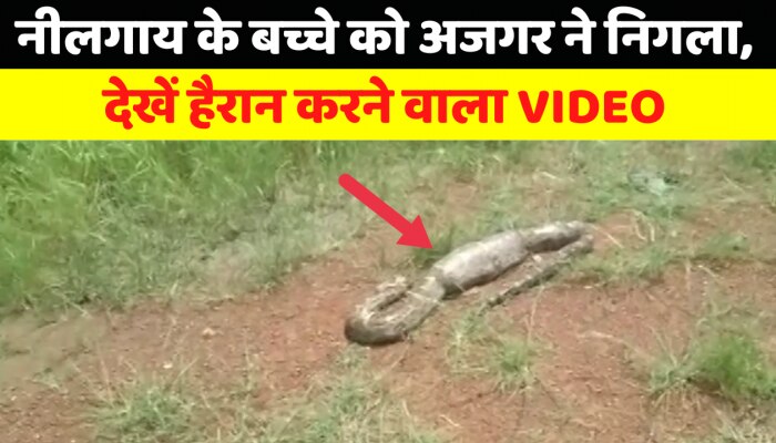 Great Fight Between Nilgai And Python See Why Pythons Air Tight In
