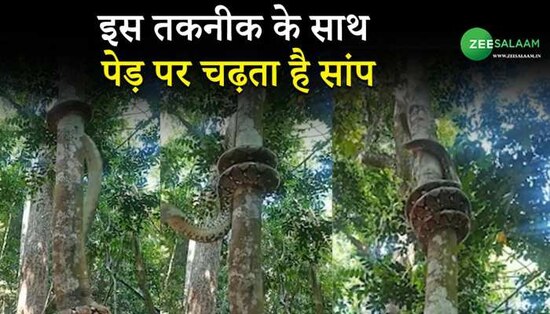 Snake climbing tree video viral on internet SMI