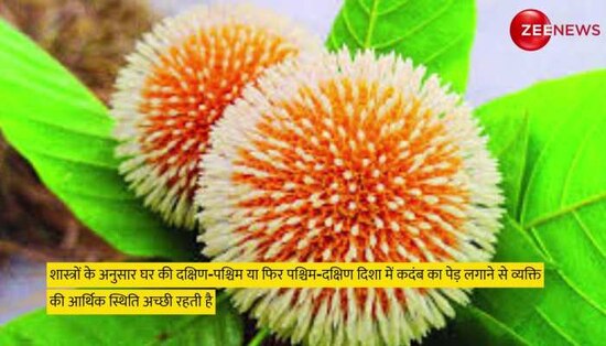 Kadamb Ke Upay: This remedy of Kadamb flower is very miraculous ...