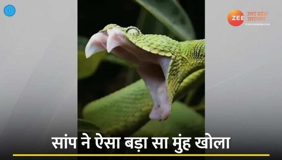 King cobra hiss video viral amid Snake bite kills the prey in Jungle ...