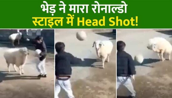 Sheep playing football and kick Head shot like ronaldo video viral on ...