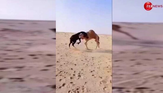 camel fight with horse like hero in the desert watch animal scariest ...