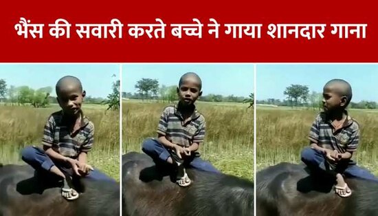 Viral Video child sang song in fun while riding buffalo people said it ...