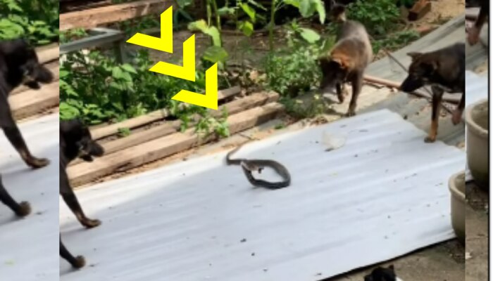 King cobra Python reached temple there was a stir after seeing 12 feet ...