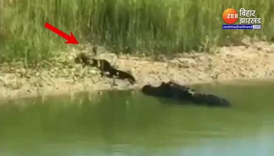 Crocodile swallows snake in one stroke amazing Saanp Ka Video video ...