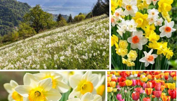 Daffodils Flower Information In Hindi | Best Flower Site