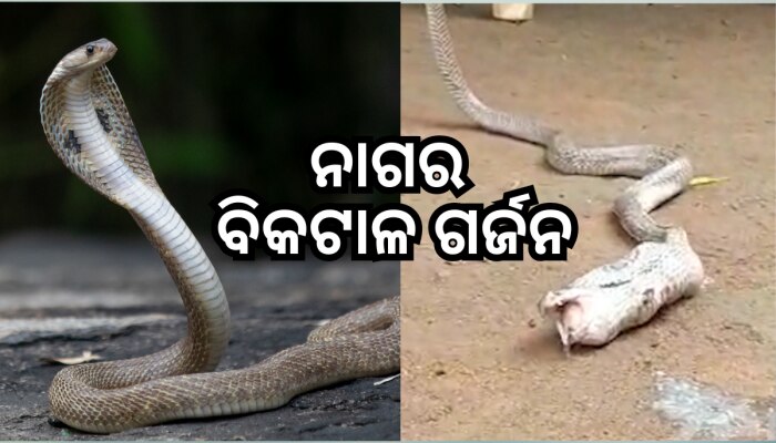 Radha Pada Darshan in Sakhi Gopal | ରାଧା ପାଦ ଦର୍ଶନ ପାଇଁ ଶ୍ରଦ୍ଧାଳୁଙ୍କ ...