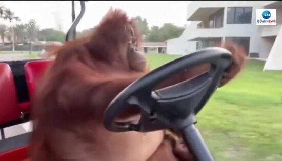 Chimpanzee driving car video goes viral | Chimpanzee Driving Car Viral ...