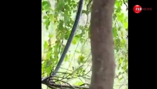 12 feet long king cobra stand around 5 foot on tree going from one ...