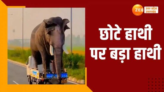 elephant standing on mini truck viral video chhota haathi par bada ...