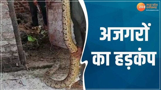 Ajagar Ka Video Two Pythons Entered In House Agar Malwa News | Ajagar ...