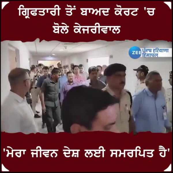 viral dog video with gold teeth on social media wins fans heart on ...