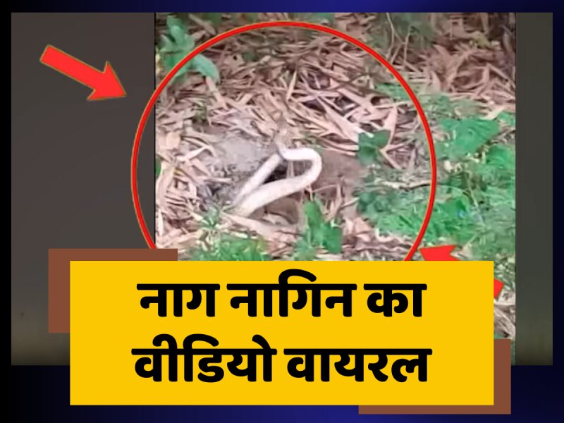 python snake kiss seen person seen kissing dreaded King Cobra forehead ...