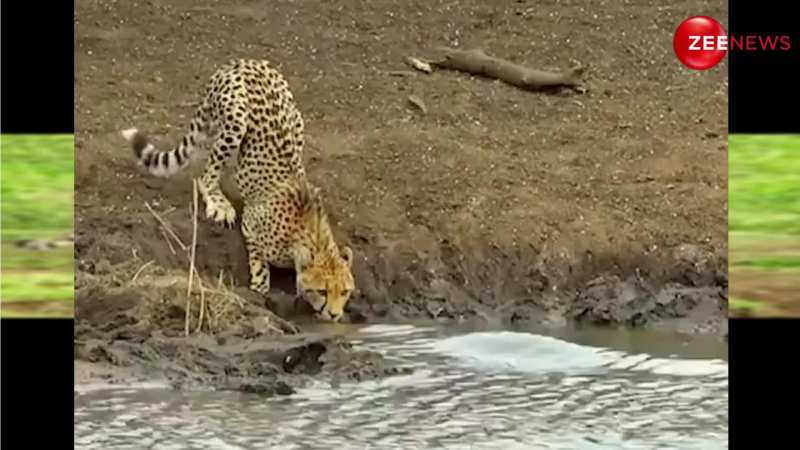 crocodile cheetah attack