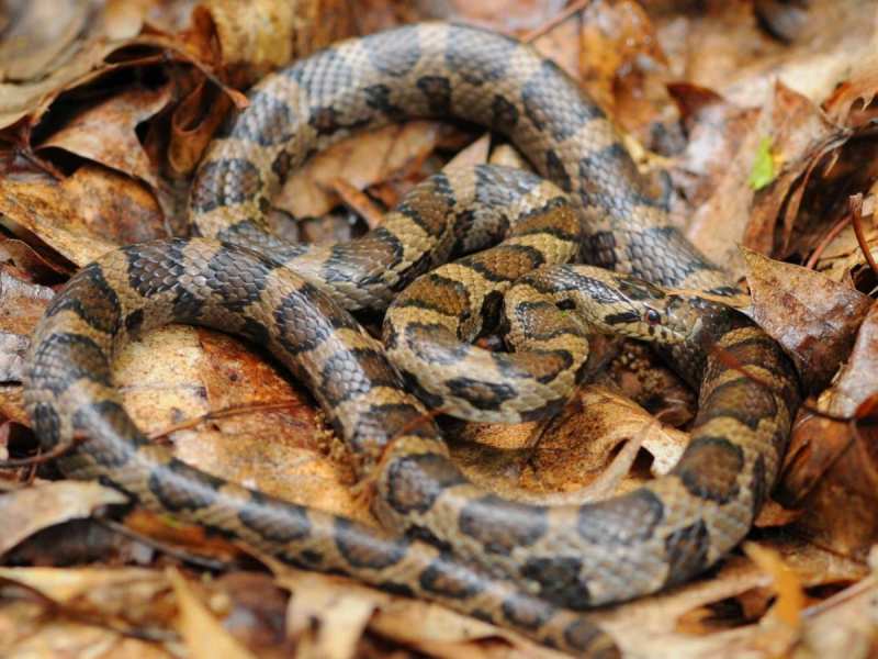 warning signs of calcium deficiency | शरीर में कैल्शियम की कमी का ...