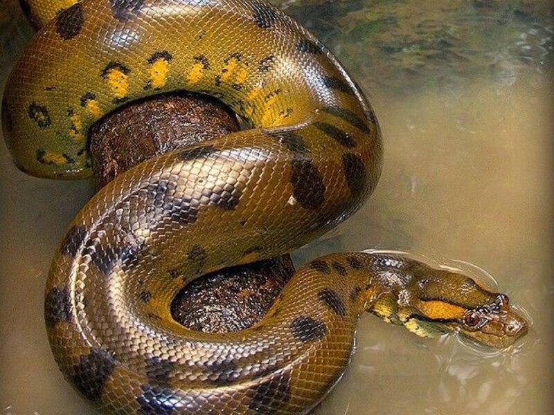 Peacock throne of shah jahan expensive than taj mahal who looted was ...