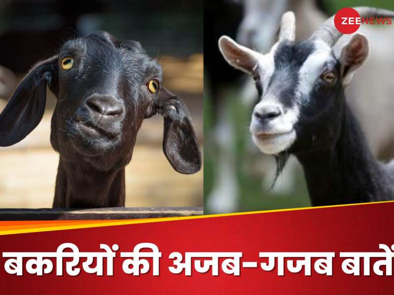 Zee News Explainer Hindi news: हिंदी न्यूज़ , Hindi Samachar, हिंदी ...