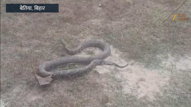 10-foot python snake was successfully rescued in Bettiah | VIDEO: खेल रहे बच्चों के सामने अचानक ...