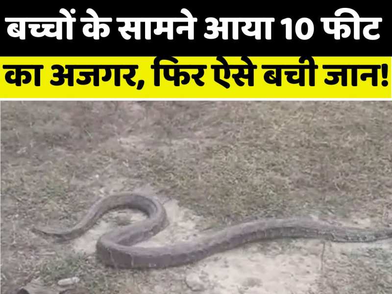 10-foot python snake was successfully rescued in Bettiah | VIDEO: खेल रहे बच्चों के सामने अचानक ...