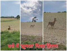 Viral News in Hindi, वायरल खबरें, सोशल मीडिया ट्रेंड्स