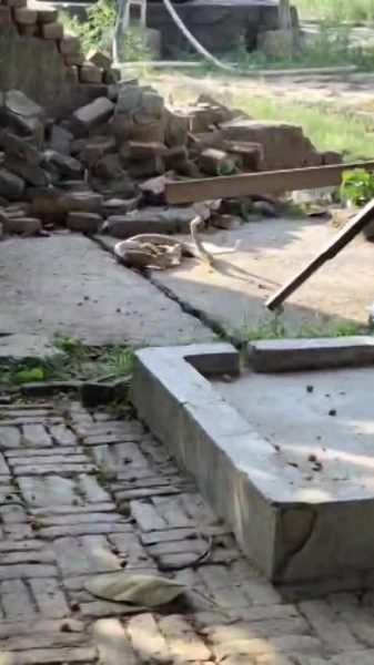 naag nagin romance video snakes were seen wrapped around Each other in ...