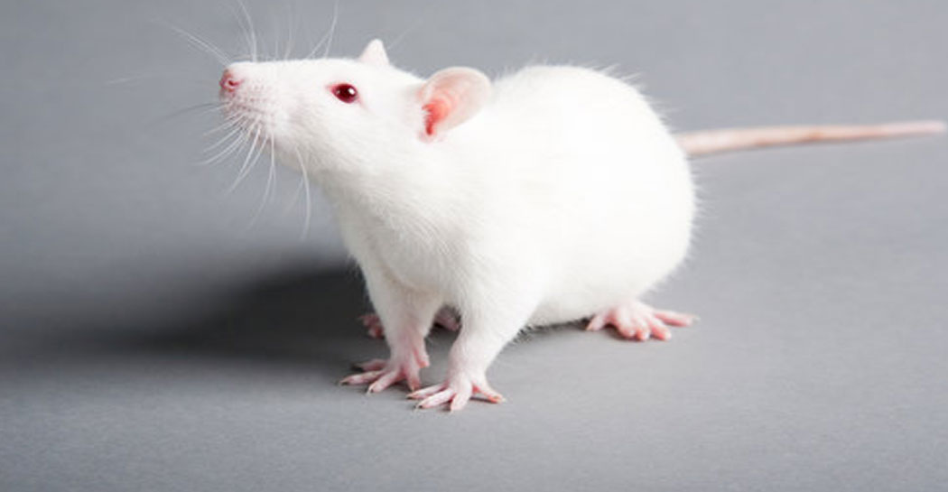 What Is The Meaning Of Seeing A Rat On Ganesh Chaturthi Auspicious Or ...